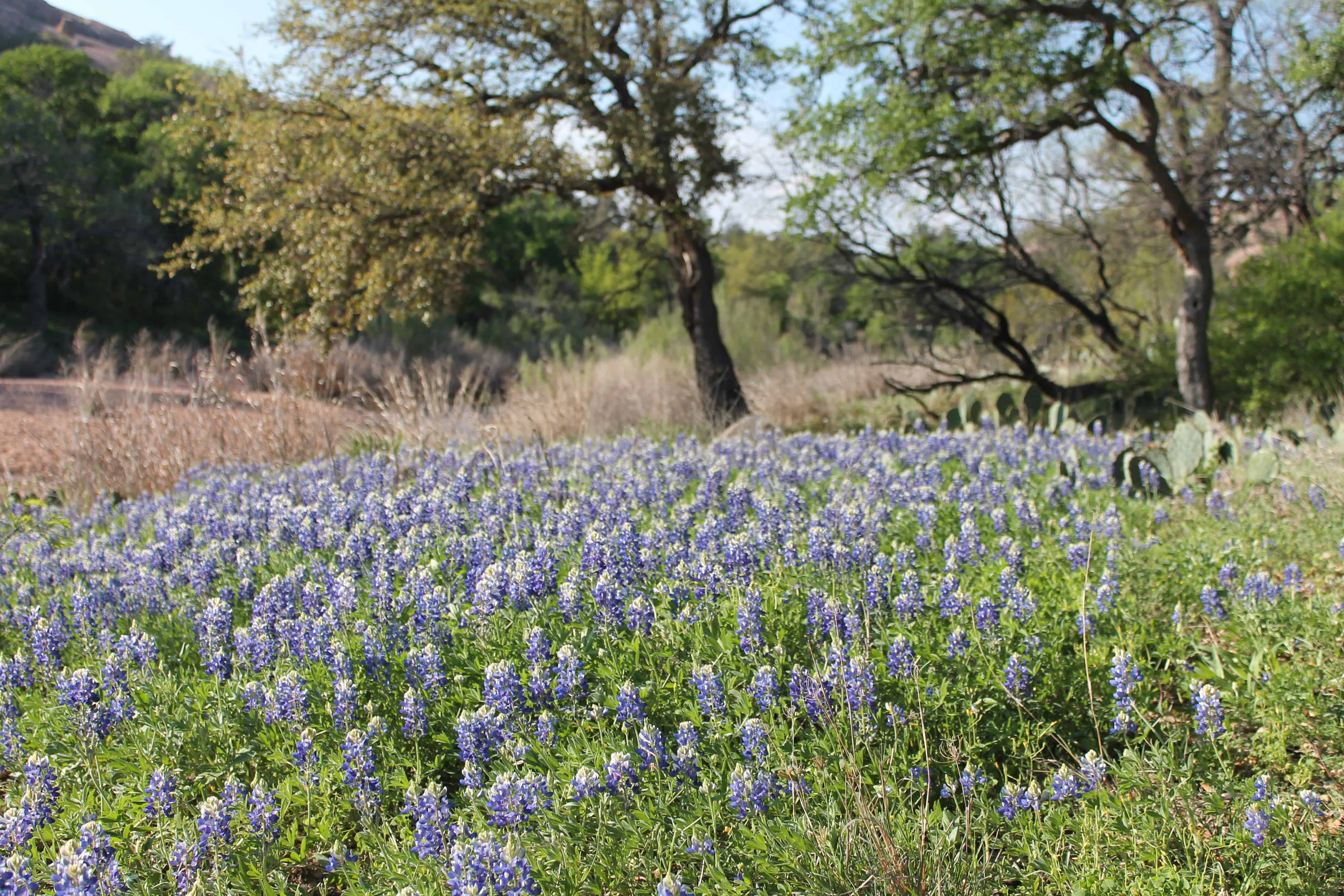 Basking in Bluebonnets: The Ultimate Texas Springtime Experience